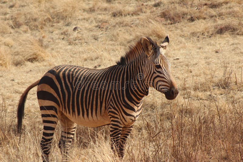 Zerba Standing Stock Photos - Free & Royalty-Free Stock Photos from ...