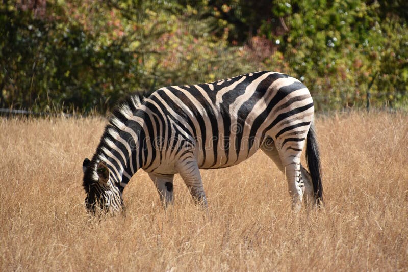 Zonkey stock image. Image of zebra, zebrula, head, donkey - 82243099