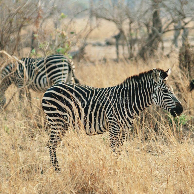 Zebra in the zoo stock photo. Image of safari, prairie - 179669298