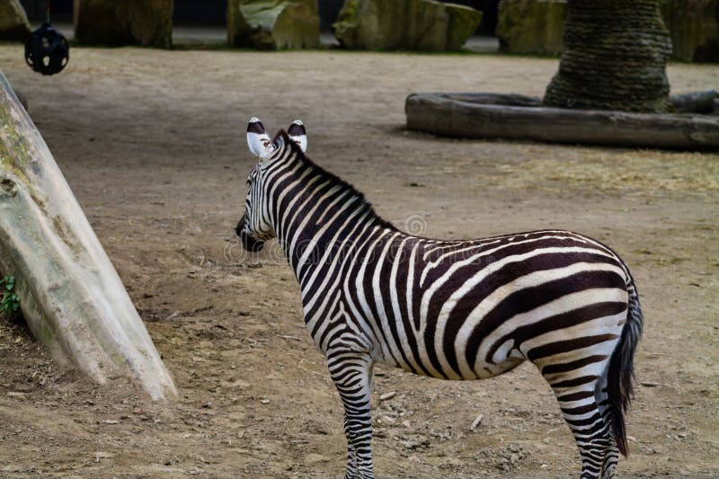 A Standing Zebra in the Zoo Stock Image - Image of wild, pattern: 284788021