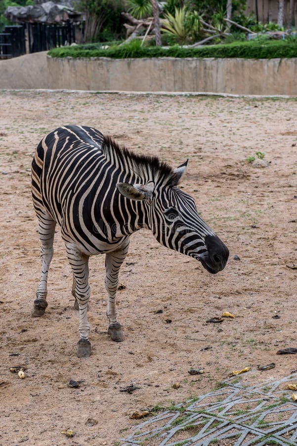 Zebra stock photo. Image of asia, lovely, animal, wild - 54678806
