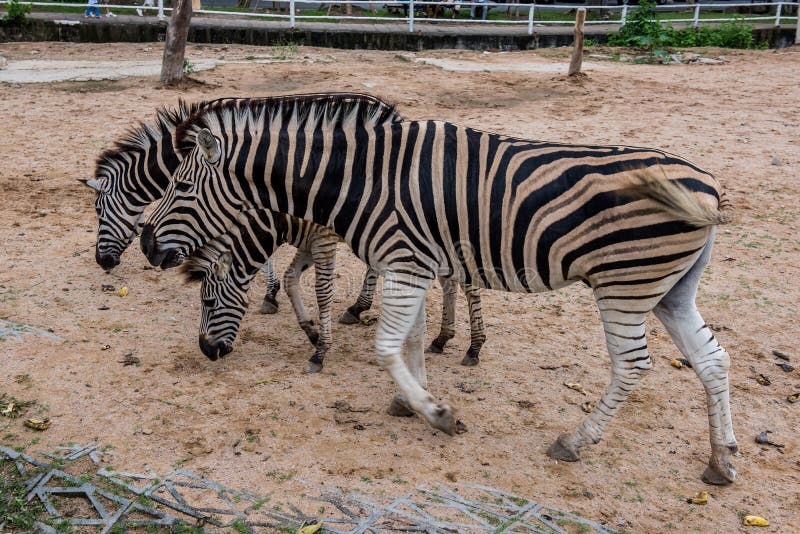 Zebra stock photo. Image of asia, travel, lovely, park - 54679432