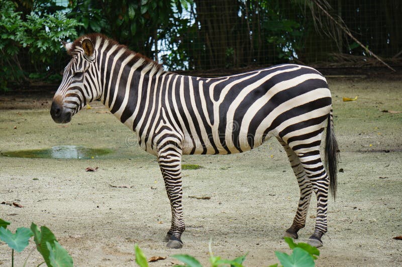 Zebra in the zoo stock image. Image of singapore, animal - 119918447