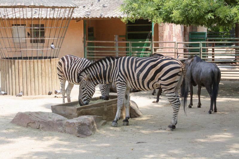 Zebra at the zoo stock image. Image of travel, nature - 110477679