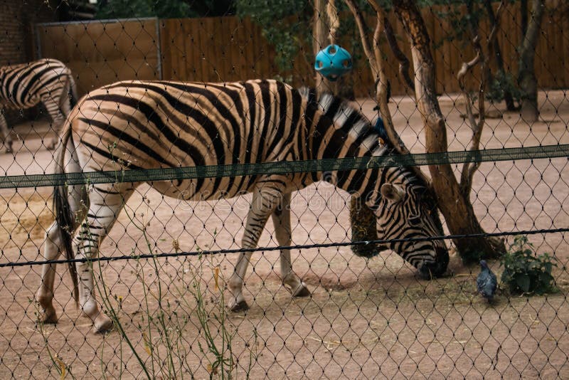 Zebra at the Zoo Behind the Cage Fence. Stock Photo - Image of travel ...