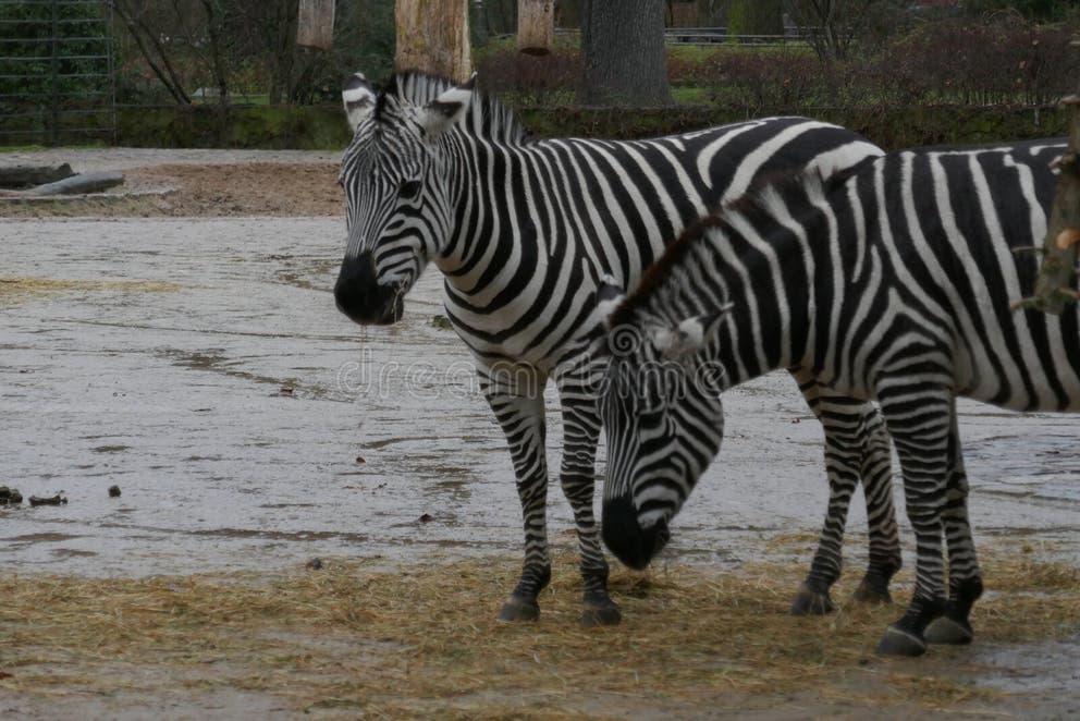 Zebra zoo Berlin editorial photo. Image of mammal, animal - 181729856