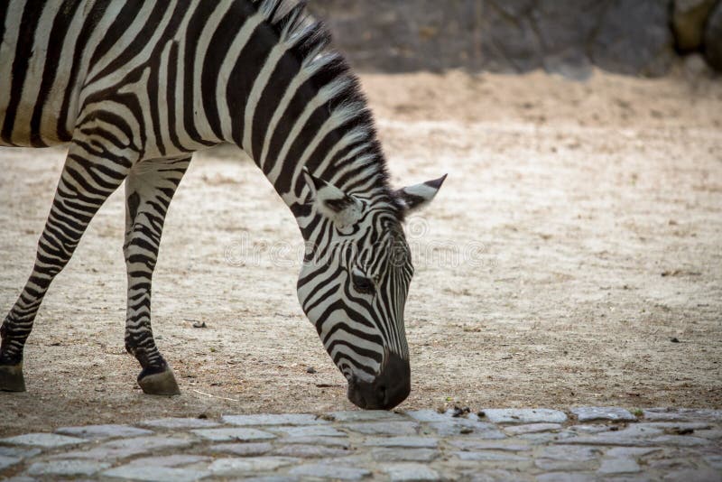 Zebra in a Zoo, Berlin stock image. Image of stripe - 105192703