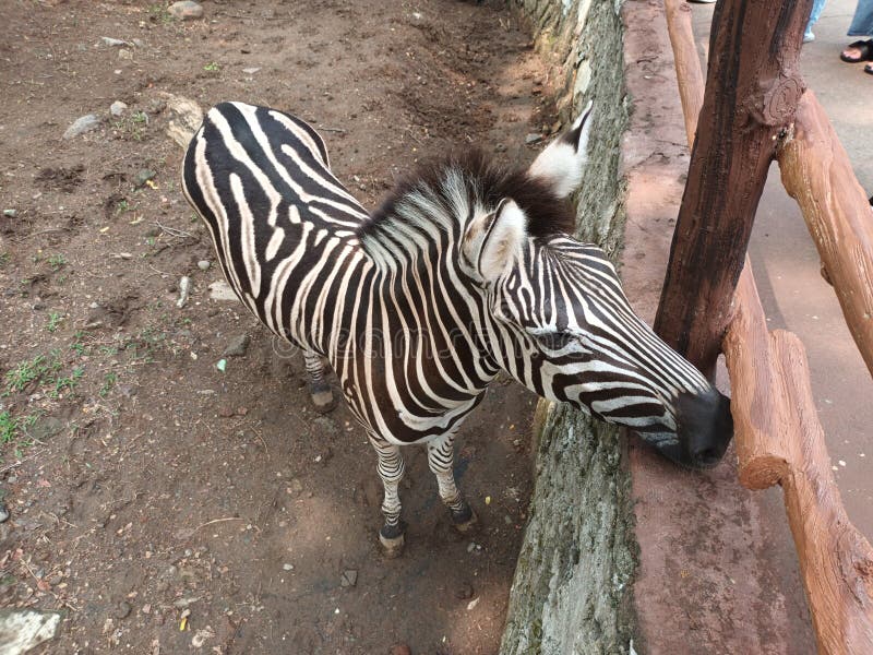 A zebra in the zoo stock image. Image of mammal, giraffe - 354866291