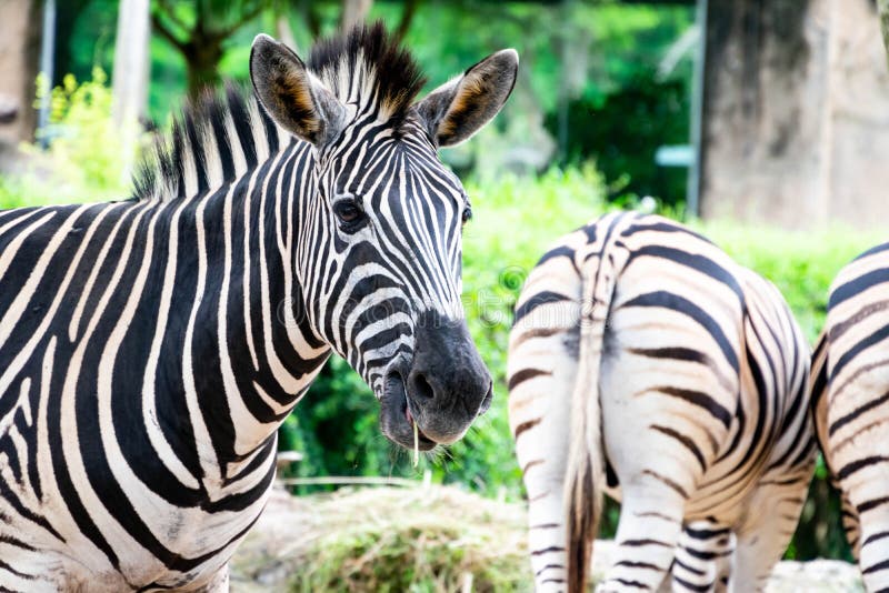 Zebra in the zoo stock photo. Image of land, skin, grazing - 120072732