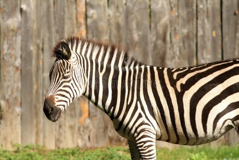 Zebra at the zoo stock photo. Image of stallion, white - 61410352