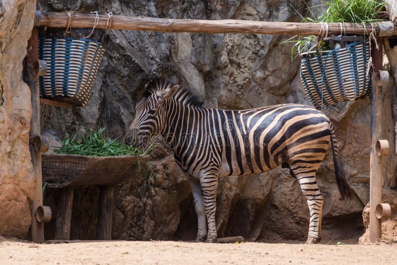 Zebra in a zoo stock image. Image of black, wildlife - 95877271