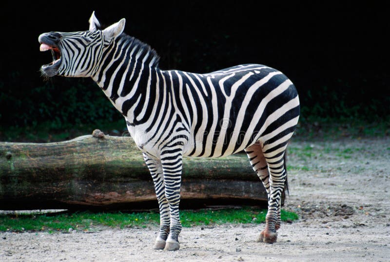 Zebra braying in zoo stock image. Image of monochrome - 348659563