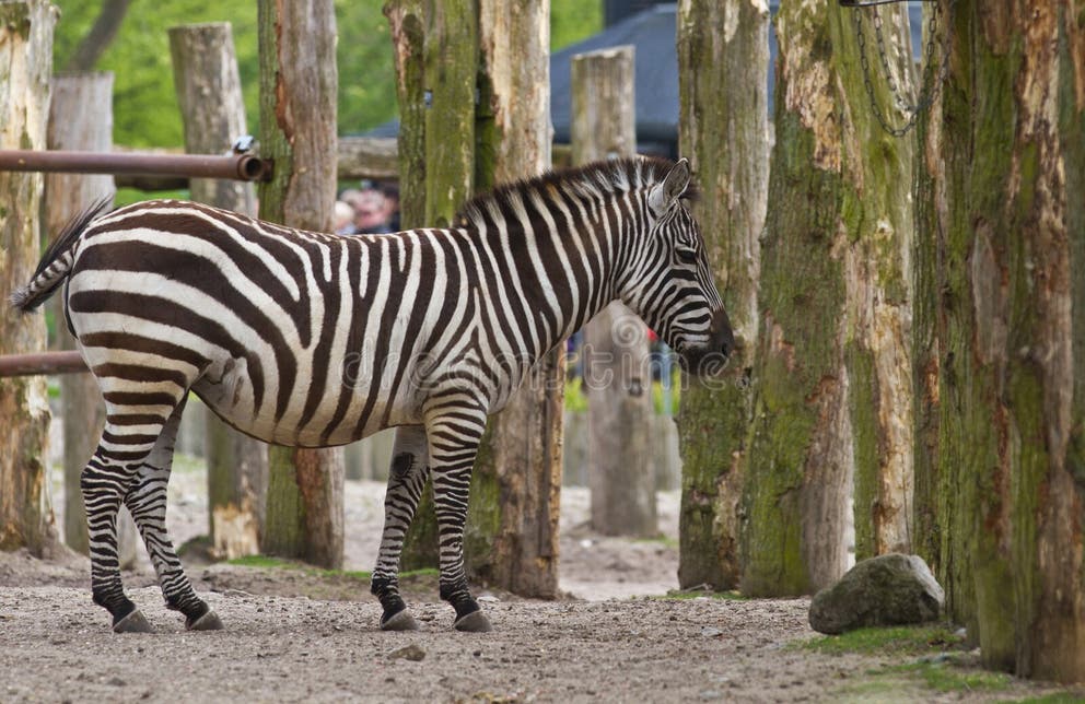 Zebra stock photo. Image of animals, snout, quagga, zoological - 67464812