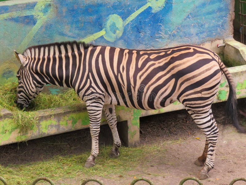 A Zebra in the Zoo that is Eating. Stock Photo - Image of black, hair ...