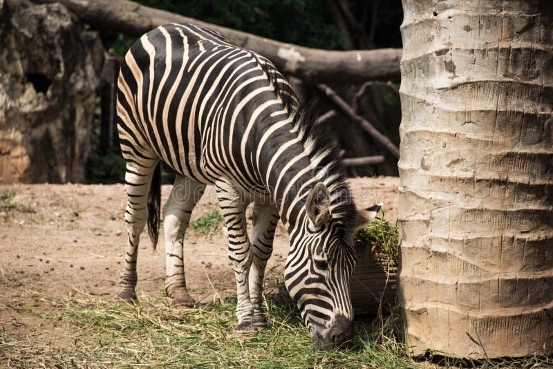 Zebra in zoo stock photo. Image of nature, species, hoof - 67250702