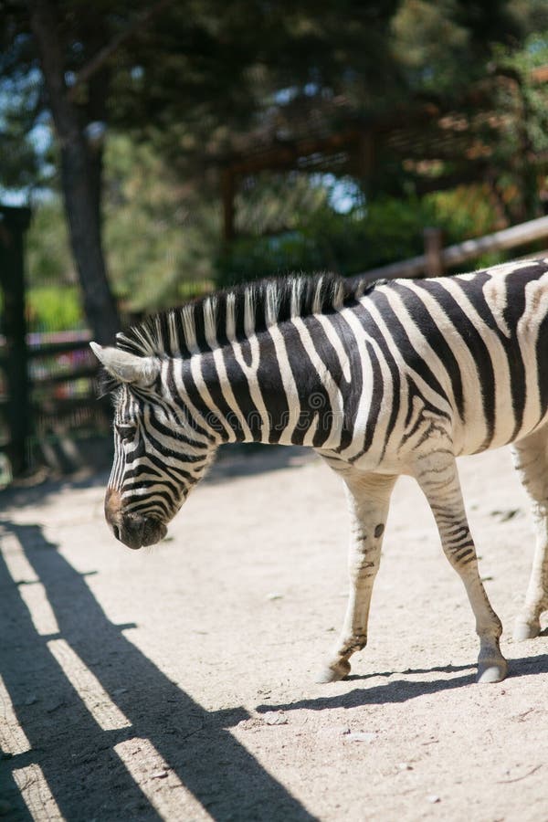 Zebra in the zoo stock photo. Image of zebra, people - 115738202