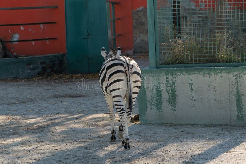 Zebra Zoo Enclosure Backside: Captive Zebra Rear View in Zoo Enclosure ...