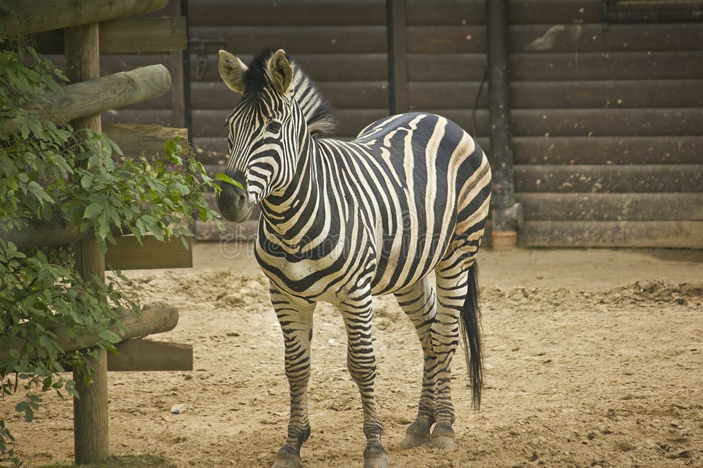 Zebra in a zoo enclosure stock photo. Image of green - 297405088