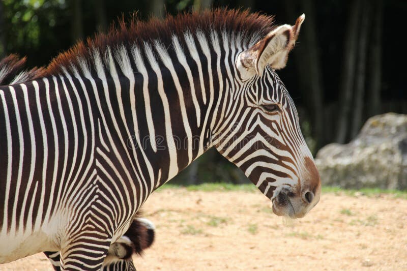 Zebra - zoo - france stock photo. Image of african, animal - 290449372