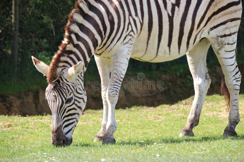 Zebra - zoo - france stock photo. Image of animal, mammal - 292246804