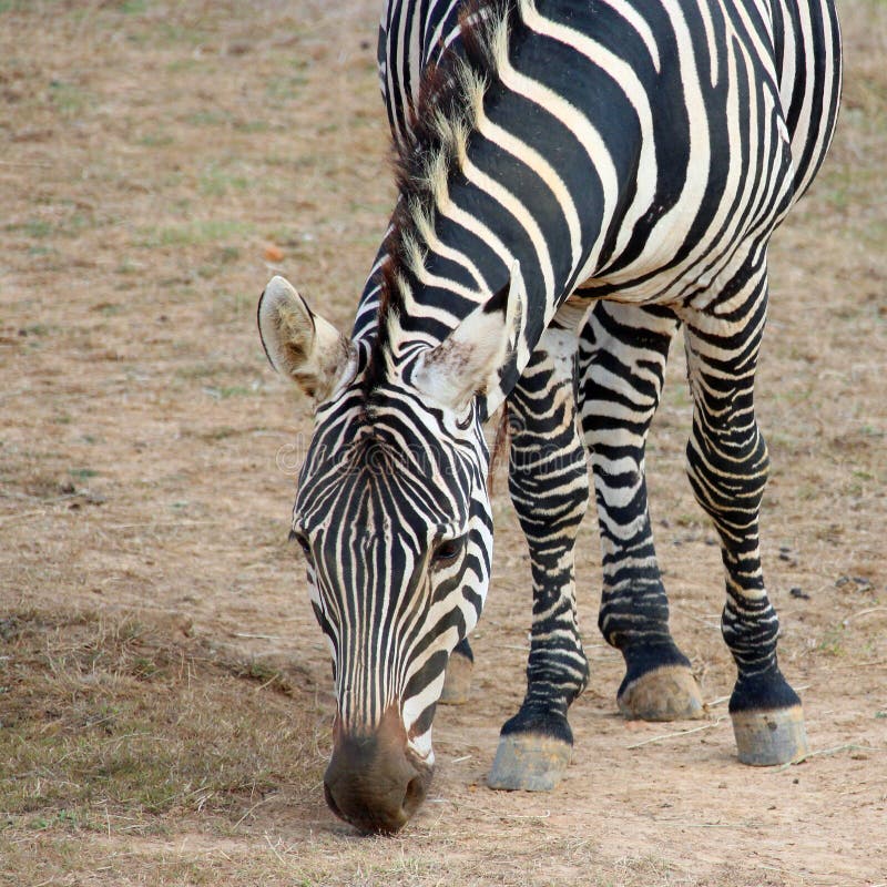 Zebra in a zoo - france stock image. Image of blackandwhite - 356105987