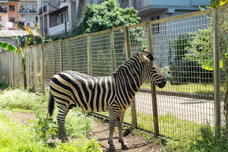 Zebra at the Zoo Looking Over the Fence Stock Image - Image of fence ...