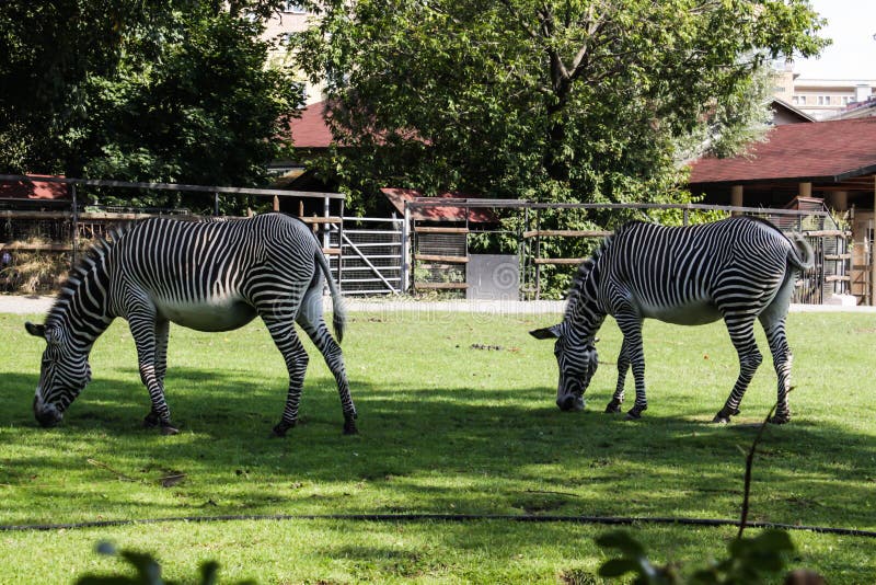 Zebra at Rescue Farm stock image. Image of striped, rescued - 15669527
