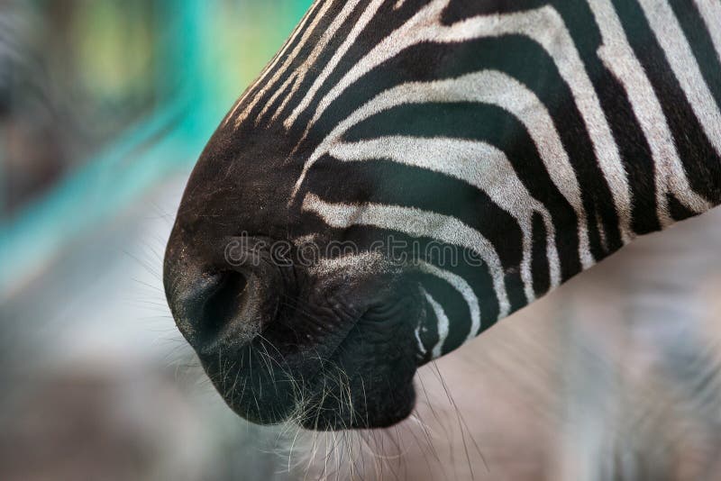 Zebra in the zoo. Portrait stock photo. Image of snout - 135078476
