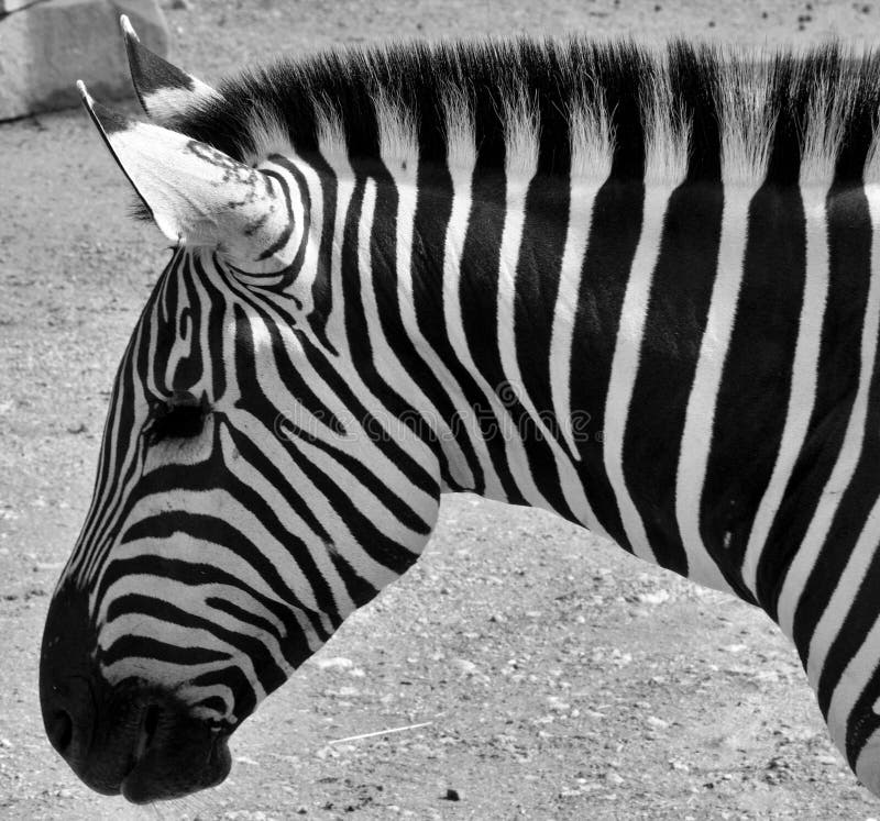 Zebra from side on view stock photo. Image of black - 368576940