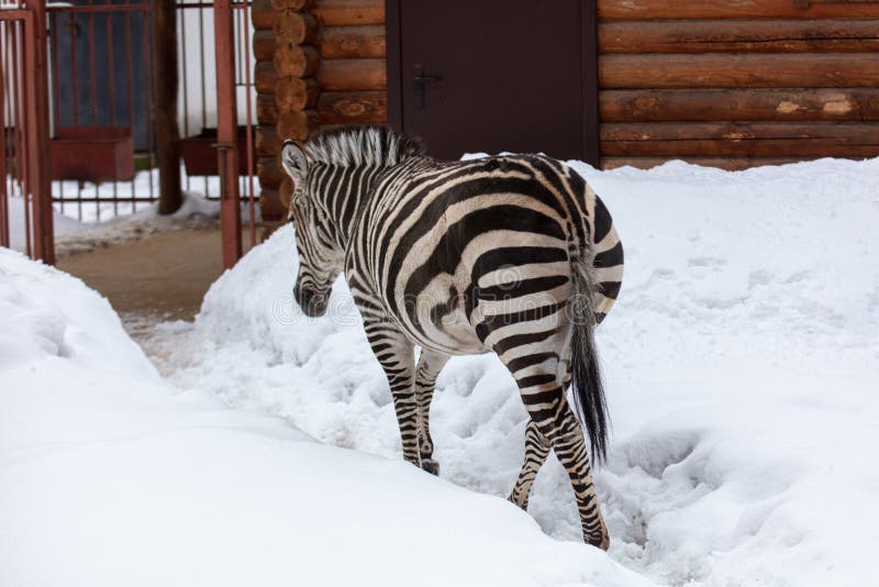 Zebra in the Zoo on the Snow Stock Photo - Image of frost, nature ...