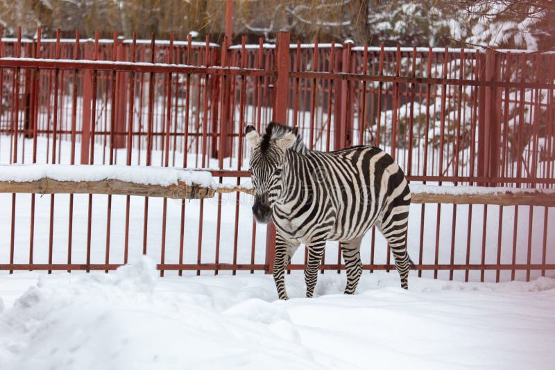 Zebra in the Zoo on the Snow Stock Photo - Image of wildlife, skin ...