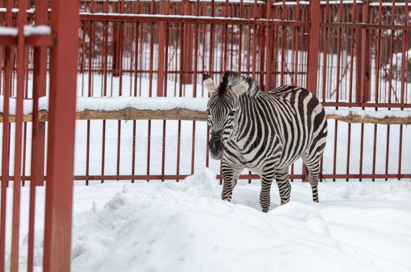 Zebra in the Zoo on the Snow Stock Photo - Image of herbivorous, white ...