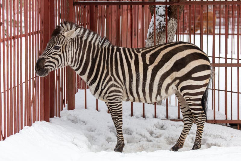 Zebra in the Zoo on the Snow Stock Image - Image of cold, skin: 245559107