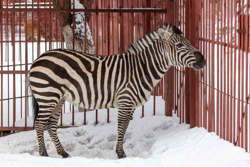 Zebra in the Zoo on the Snow Stock Photo - Image of african, face ...