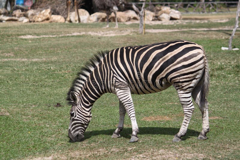 Zebra in zoo stock image. Image of thailand, zebra, animal - 43291007