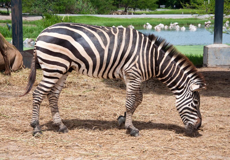 Zebra in zoo of Thailand stock image. Image of neck, white - 33206039