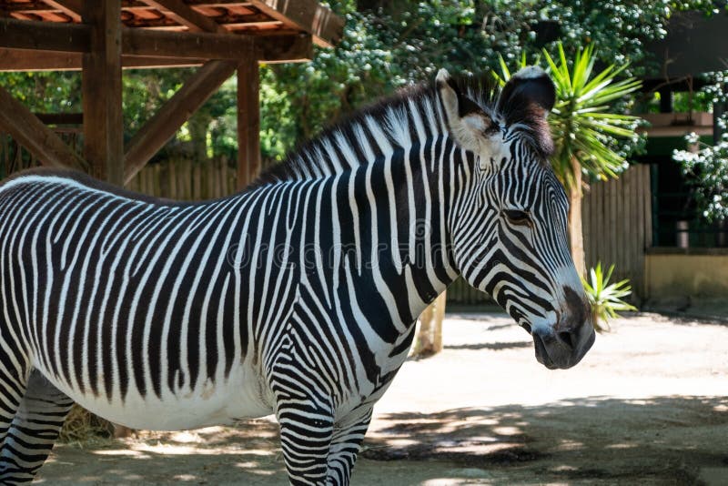 Zebra in the Zoo, Thailand. Stock Photo - Image of quagga, hoofed ...