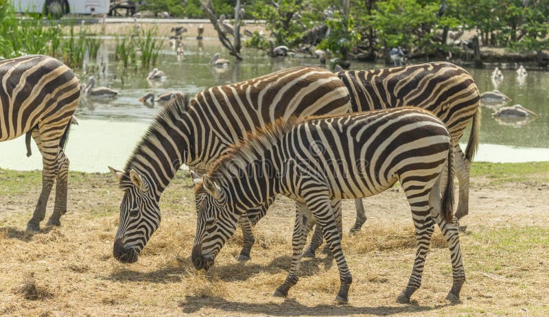Zebra at the zoo. stock photo. Image of green, beautiful - 119677956