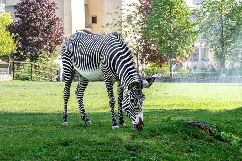 Zebra at the zoo stock image. Image of captivity, wildlife - 75046381