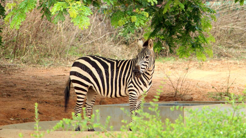 Zebra at Zoo stock photo. Image of stripes, nature, material - 142027476