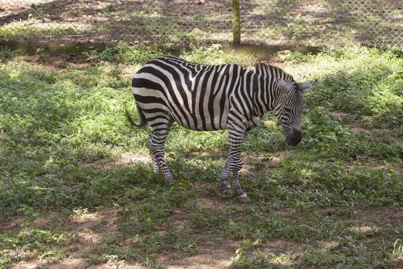 Zebra stock image. Image of animals, zebra, zool, white - 65021891