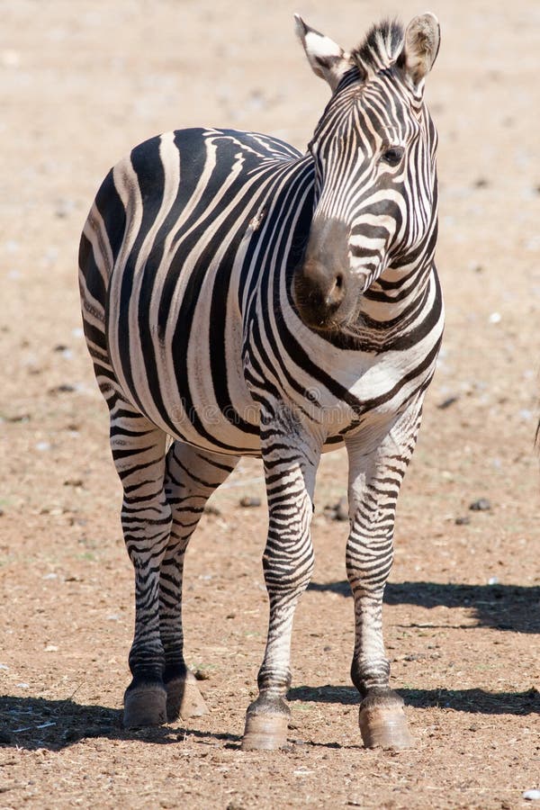 Zzebra Standing Stock Photos - Free & Royalty-Free Stock Photos from ...