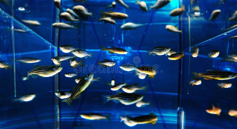 Zebrafish Fishes World Hd Images Free Photos The Natural History Of