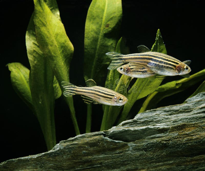 Zebrafish Danio Rerio with a White Background Stock Image - Image of ...