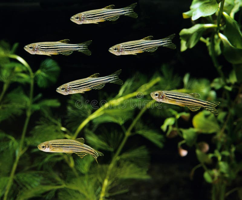 Zebrafish Danio Rerio with a White Background Stock Image - Image of ...