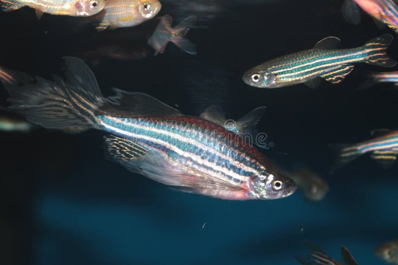 Rybka Zebra (Danio Rerio) Ryba Akwariowa Obraz Stock - Obraz złożonej z ...
