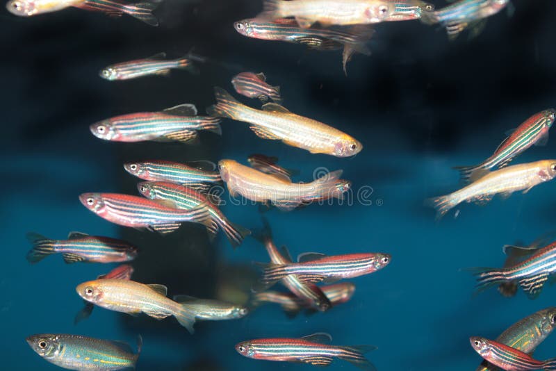 Zebrafish (Danio Rerio) Akwarium Ryba Obraz Stock - Obraz złożonej z ...