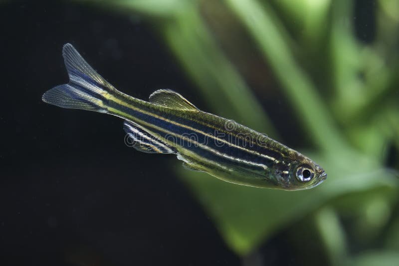 Zebrafish, Danio Rerio, in Aquarium Stock Image - Image of brachydanio ...