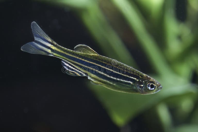 Zebrafish, Danio Rerio, in Aquarium Stock Image - Image of brachydanio ...