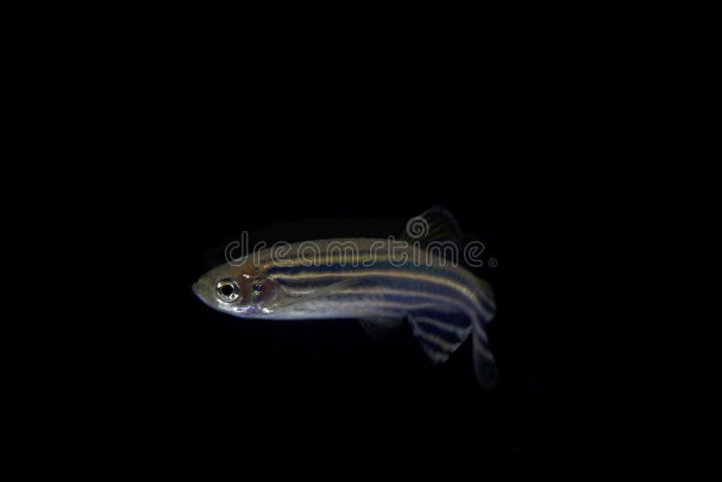 Zebrafish Danio Rerio with a Black Background Stock Image - Image of ...